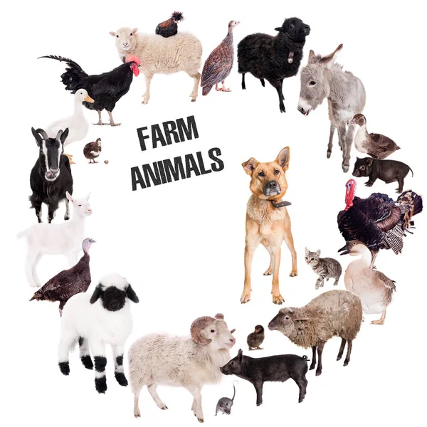 Farm animals set Stock Photos, Royalty Free Farm animals set Images ...