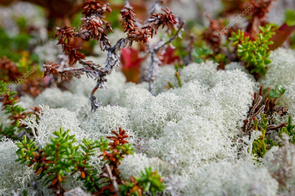 Bosque de musgo blanco o musgo de reno en rocas 2022