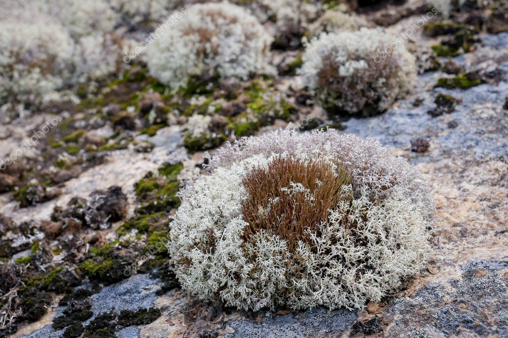 Bosque de musgo blanco o musgo de reno en rocas 2022