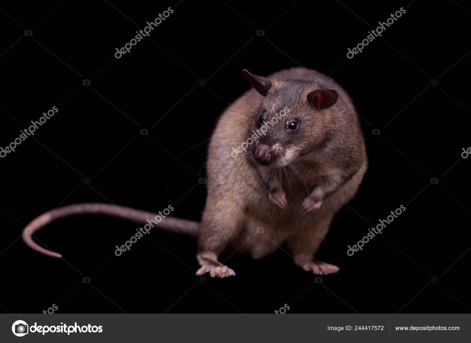 Gambian pouched rat wholesale years old