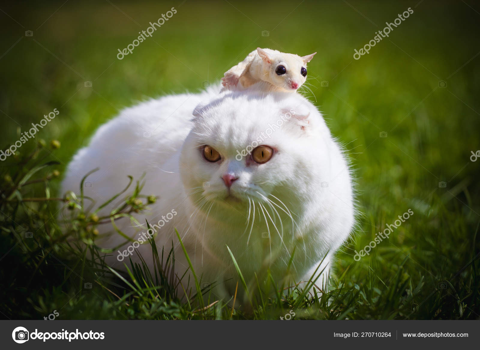 Cute Sugar Glider White