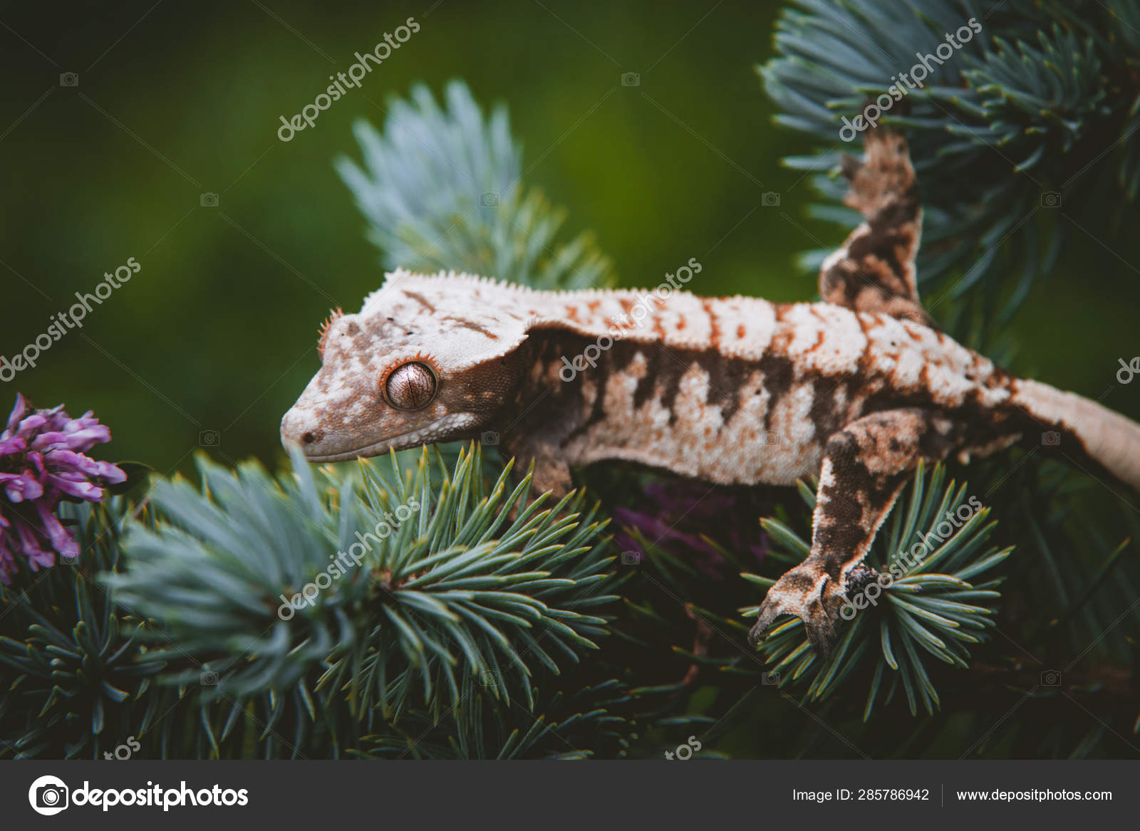 New Caledonian crested gecko on tree with flowers — Stock Photo ...