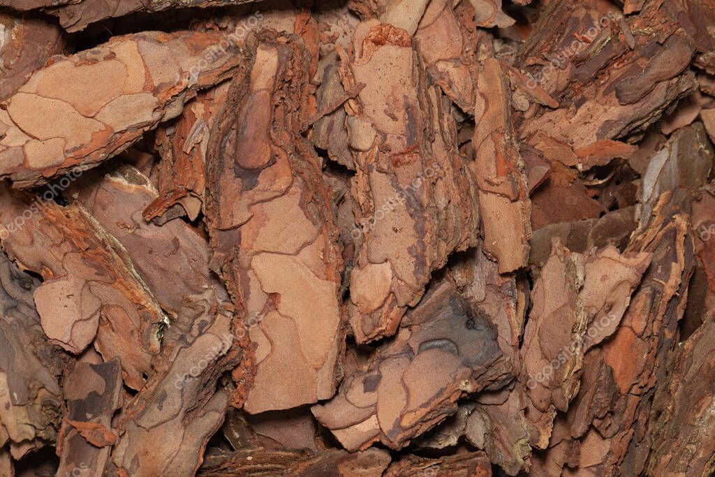 Corteza seca de pino para plantar orqu deas 2024