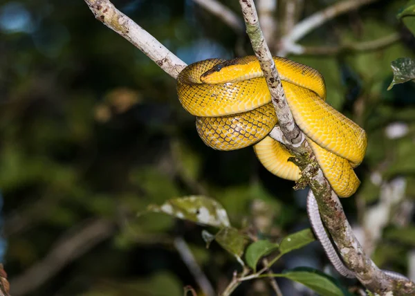 Snake in a tree Stock Photos, Royalty Free Snake in a tree Images ...