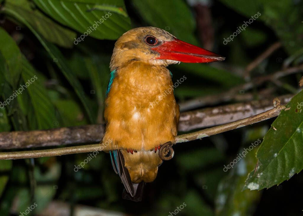 Kingfisher de pico de cigüeña (Pelargopsis capensis) sentado en una ...