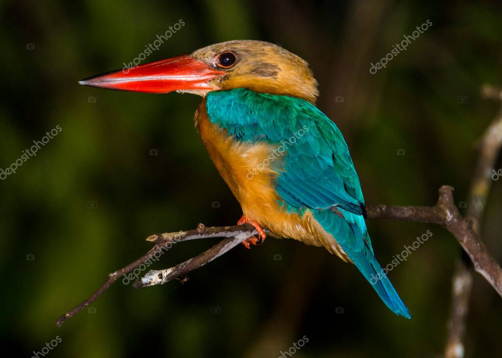 Kingfisher de pico de cigüeña (Pelargopsis capensis) sentado en una ...