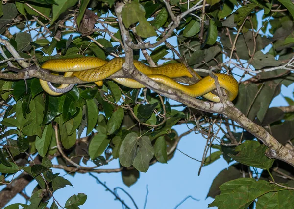 Python nest Stock Photos, Royalty Free Python nest Images | Depositphotos