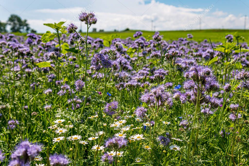 Hermosas flores y campos de grano con abejas e insectos en el lago ...