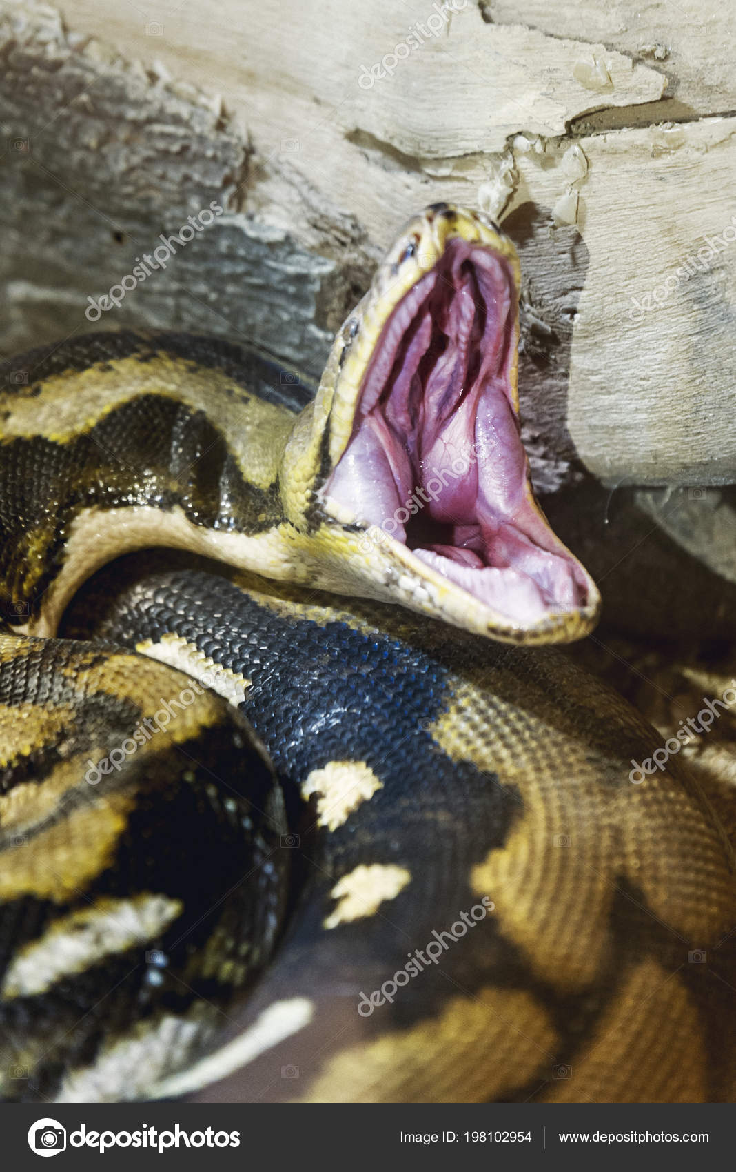Boca Abierta Serpiente Python Primer Plano Disparo Zoológico — Foto de ...