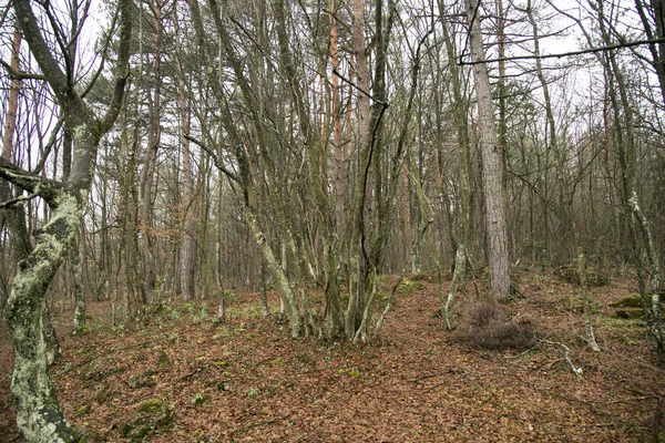 Fotos de Arganaz floresta, Imagens de Arganaz floresta sem royalties ...