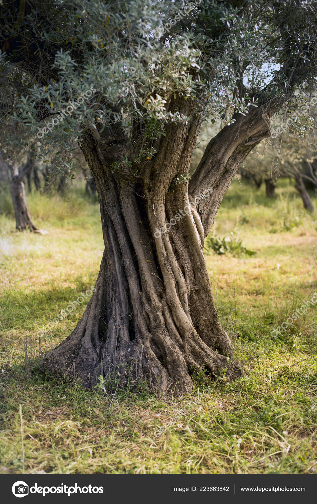 Trunk Olive Tree Field Stock Photo by ©casarda 223663842