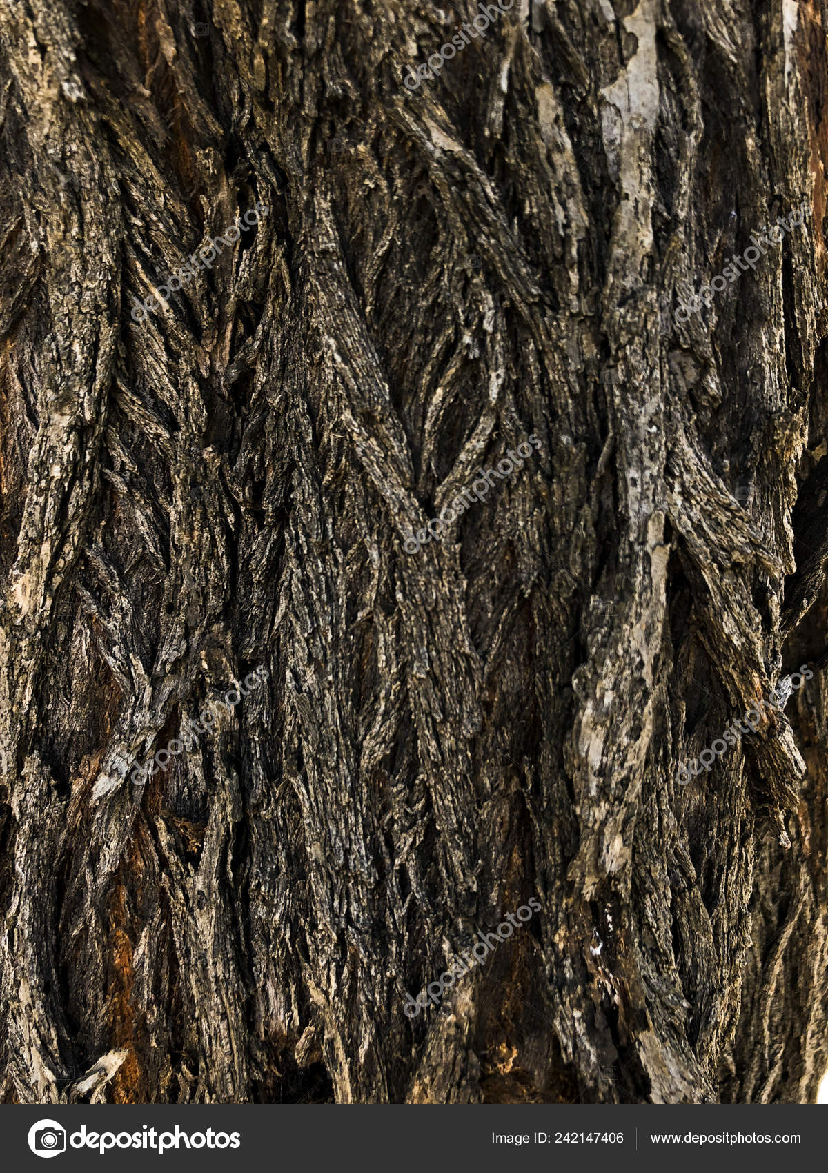 Olive Tree Texture Background Stock Photo by ©casarda 242147406