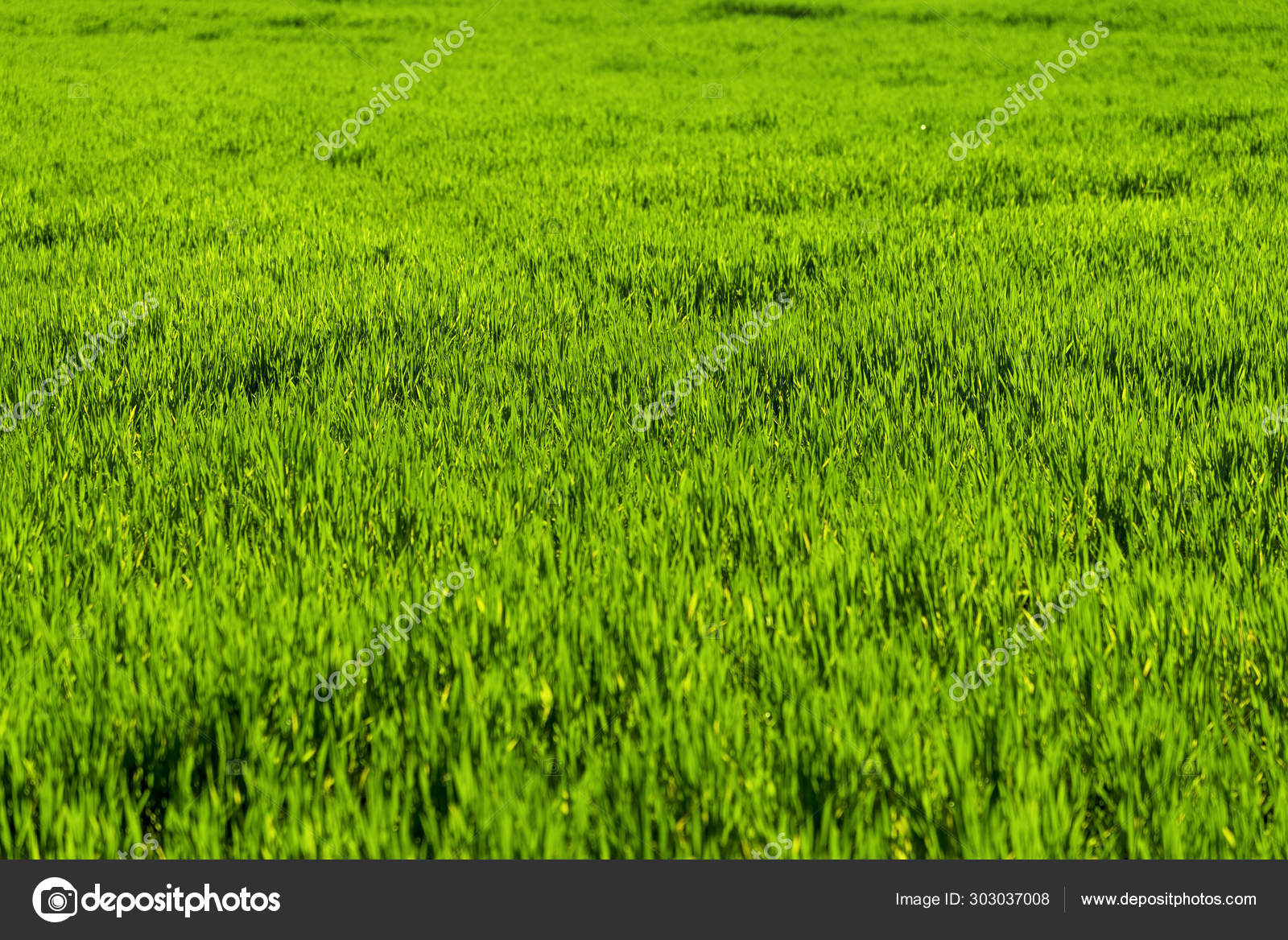 Crops field texture. Stock Photo by ©casarda 303037008