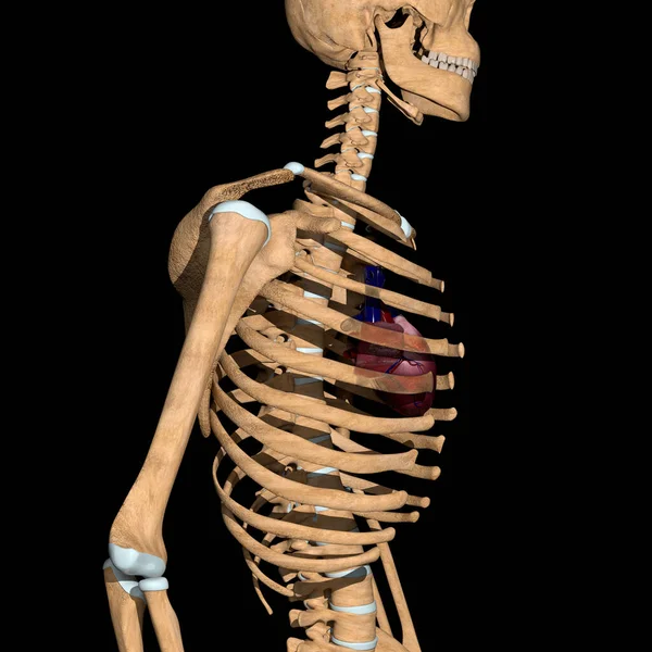 Human heart illustration Images - Search Images on Everypixel