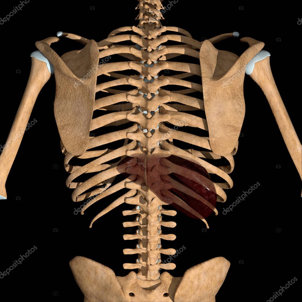 Esta es una ilustración en 3D de la vista posterior de la posición del ...