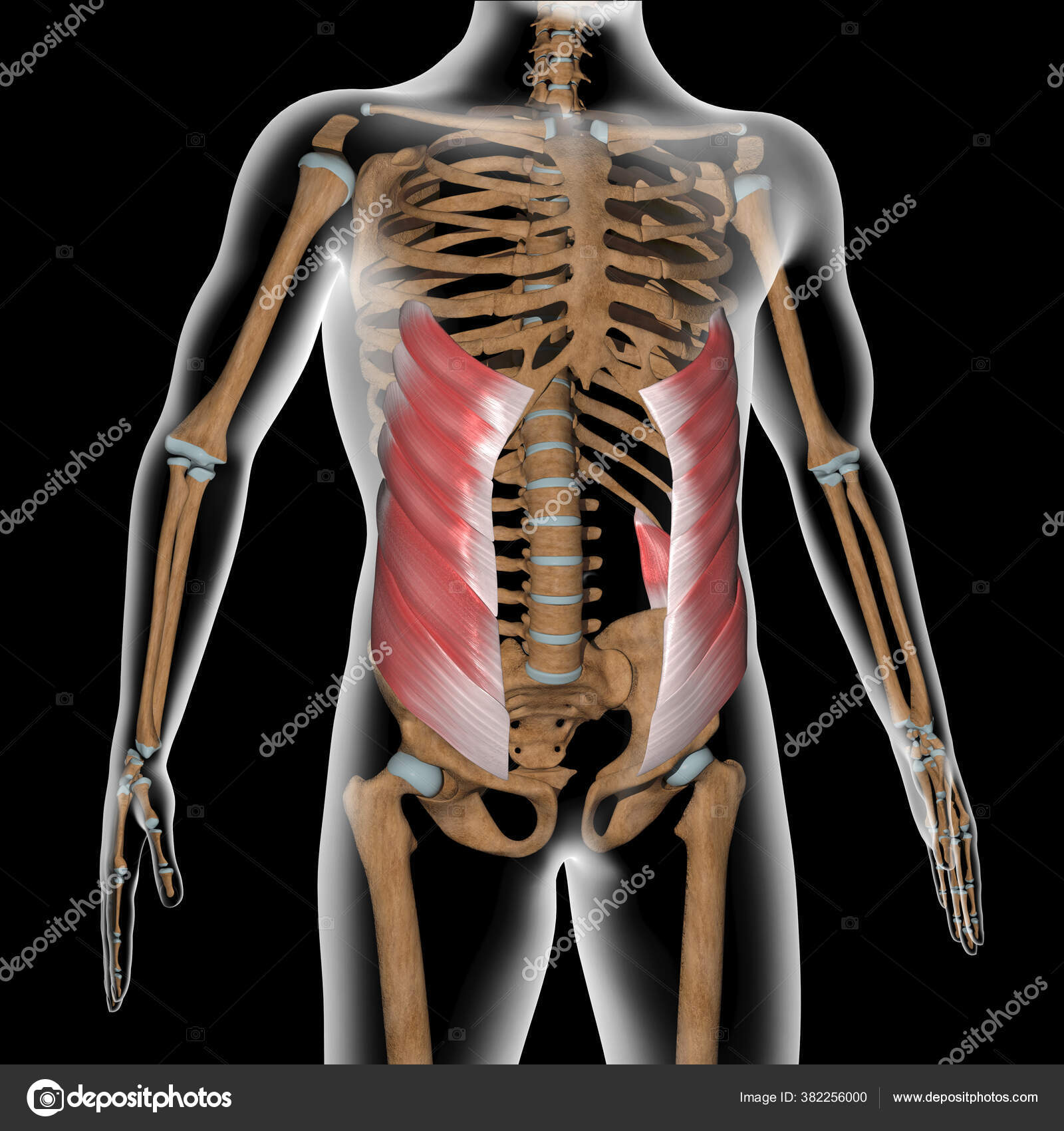 External Oblique Muscle Anatomy