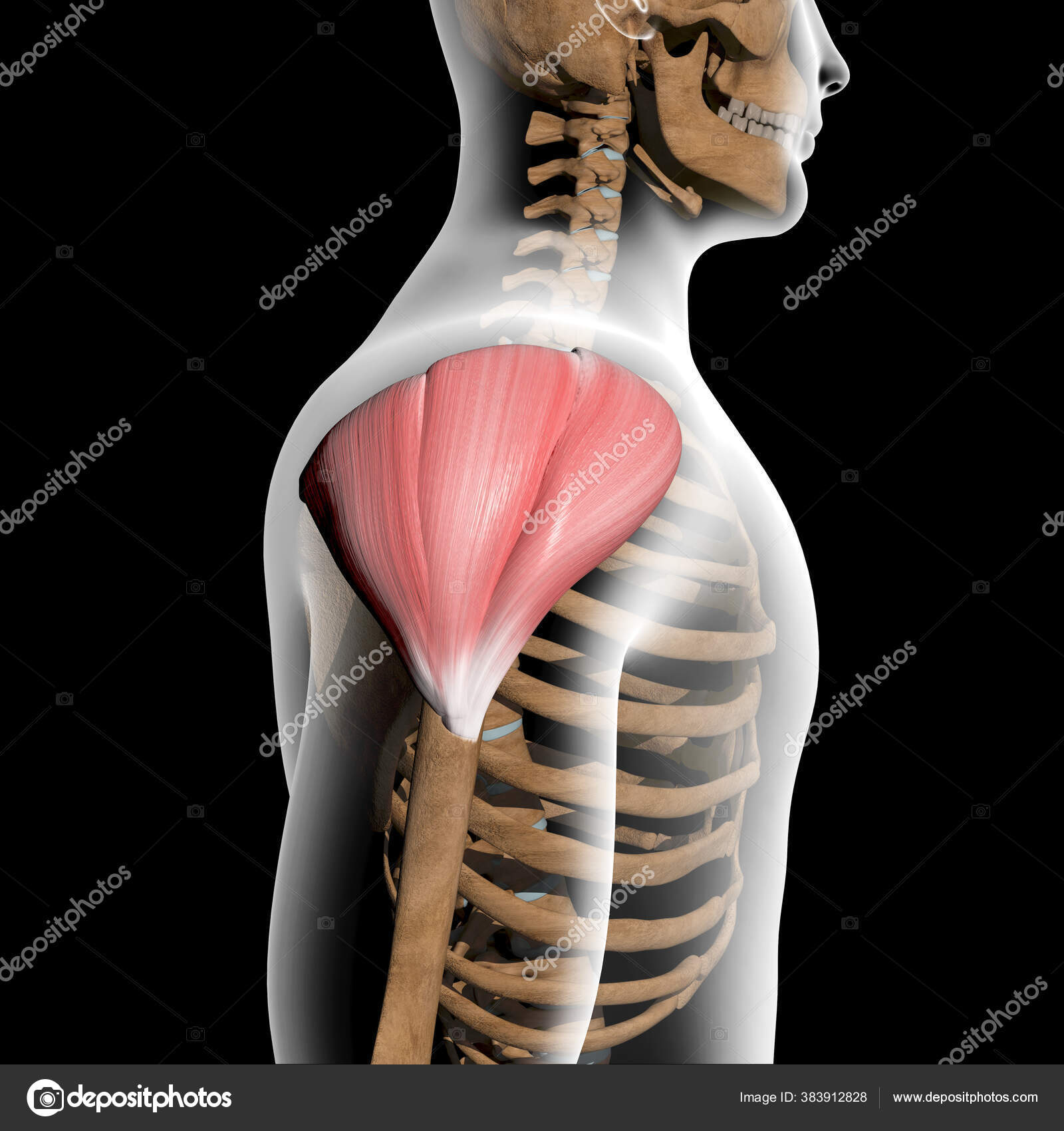 Vista Lateral Del Hombro