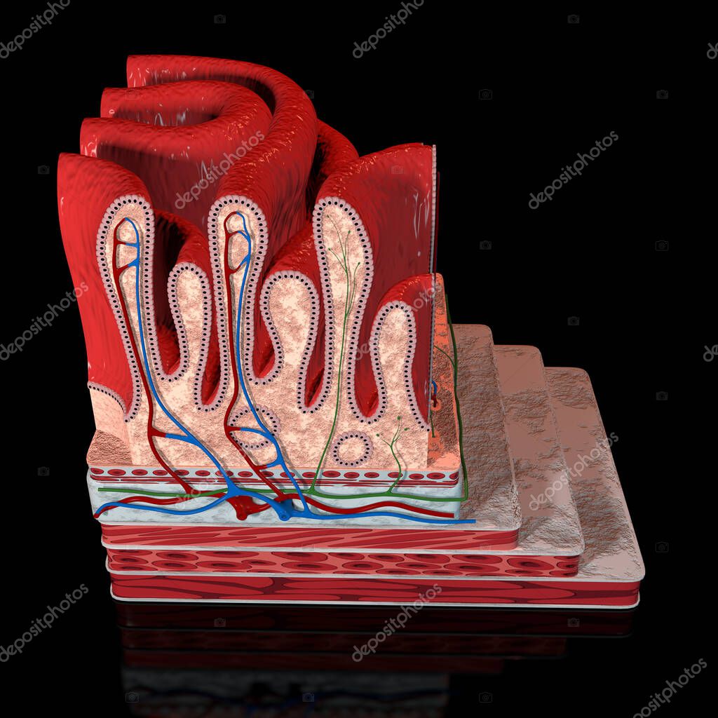 Esta ilustración en 3D muestra los niveles de tejido interno del ...