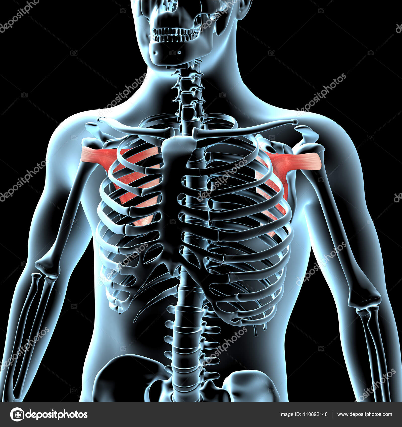 Subscapularis Cadaver