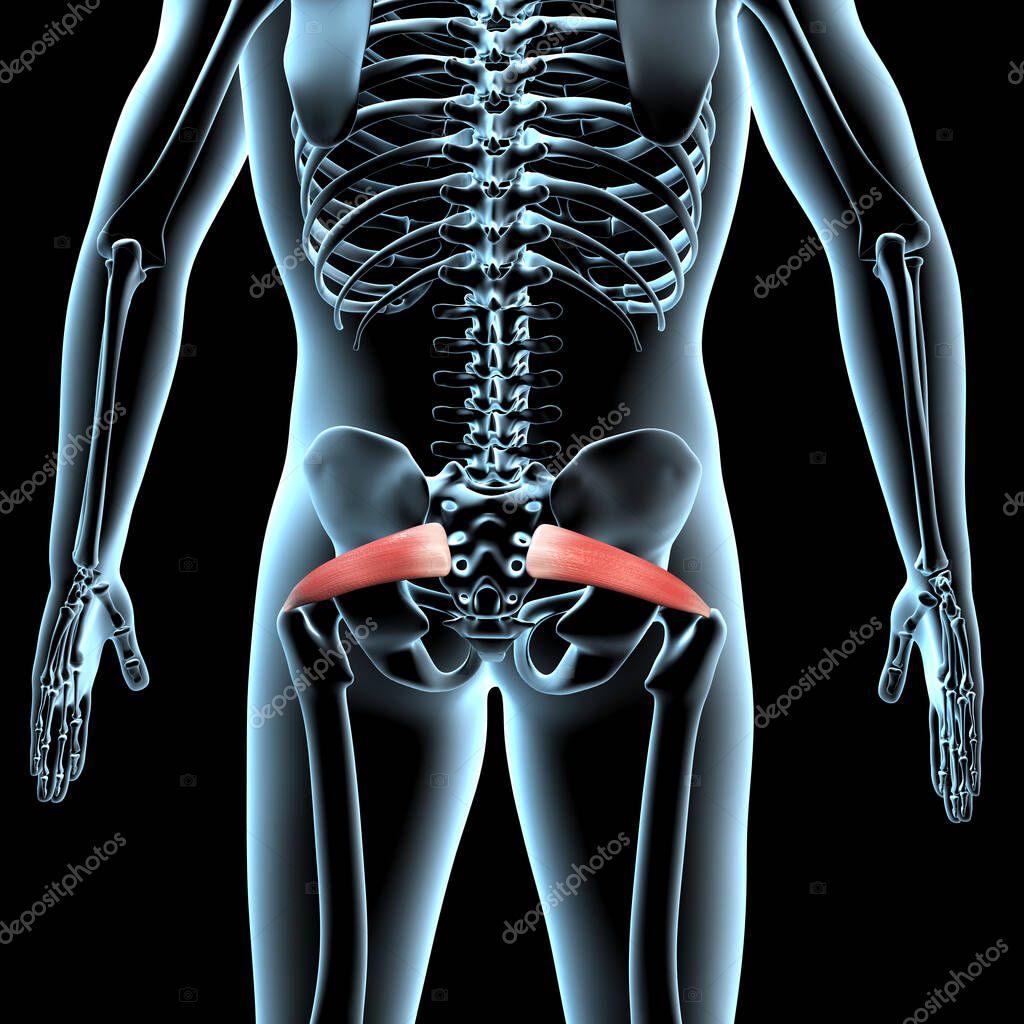Esta ilustración 3D muestra la posición anatómica de los músculos ...