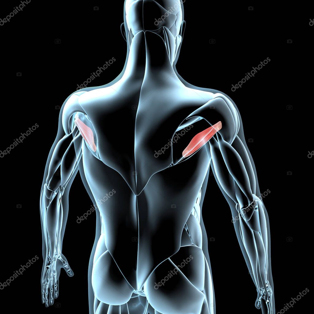 Esta ilustración en 3D muestra una vista de los músculos teres menores ...