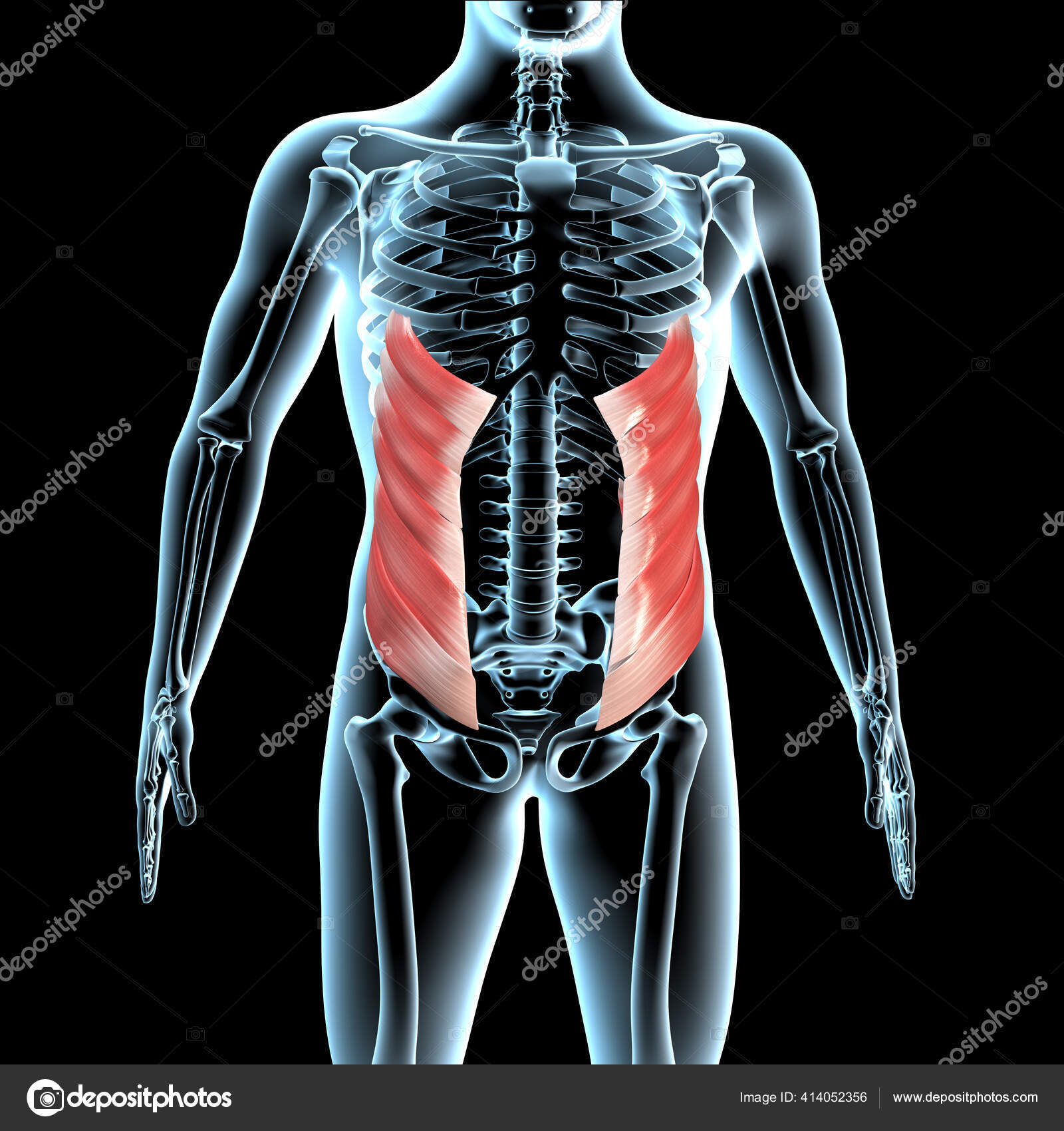 Anatomical Position Muscles