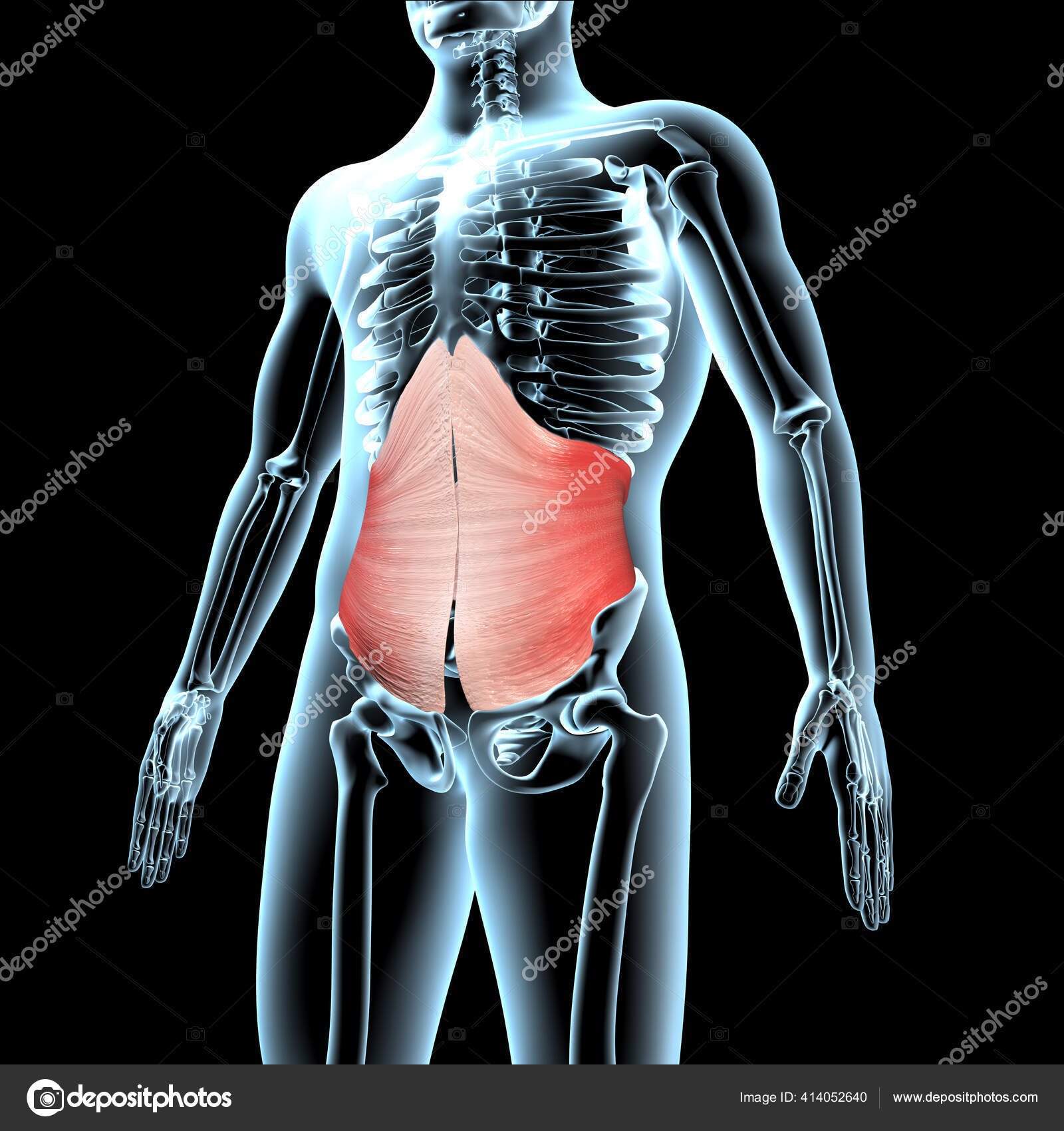 Transversalis Muscle