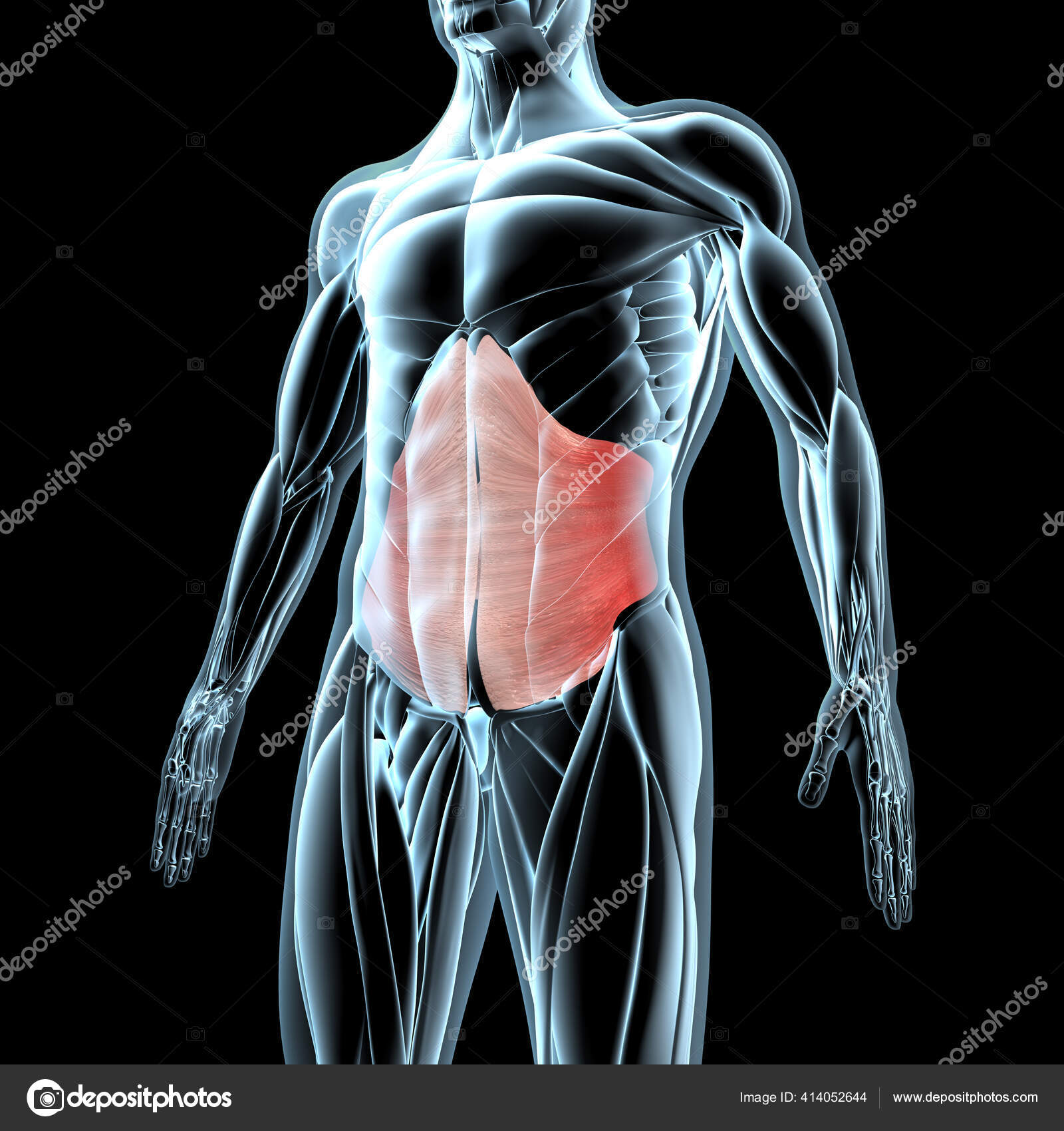 Transverse Abdominis Model