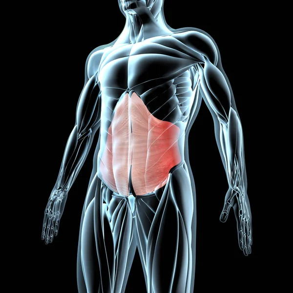 Transverse abdominis Stock Photos, Royalty Free Transverse abdominis ...