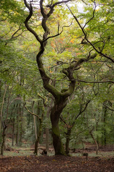 One tree in the forest stands out for its differences from the others ...