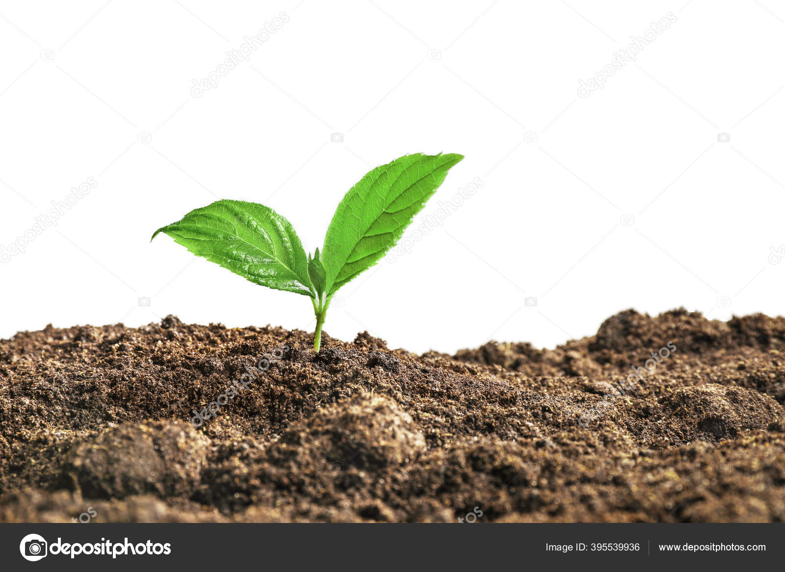 Young Sapling Soil Isolated White Background Stock Photo by ©LumenSt ...