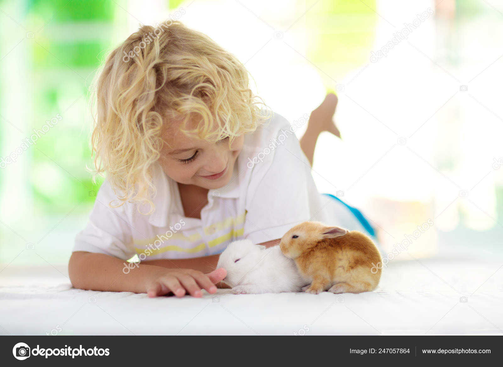 Child Playing White Rabbit Little Boy Feeding Petting White Bunny Stock ...