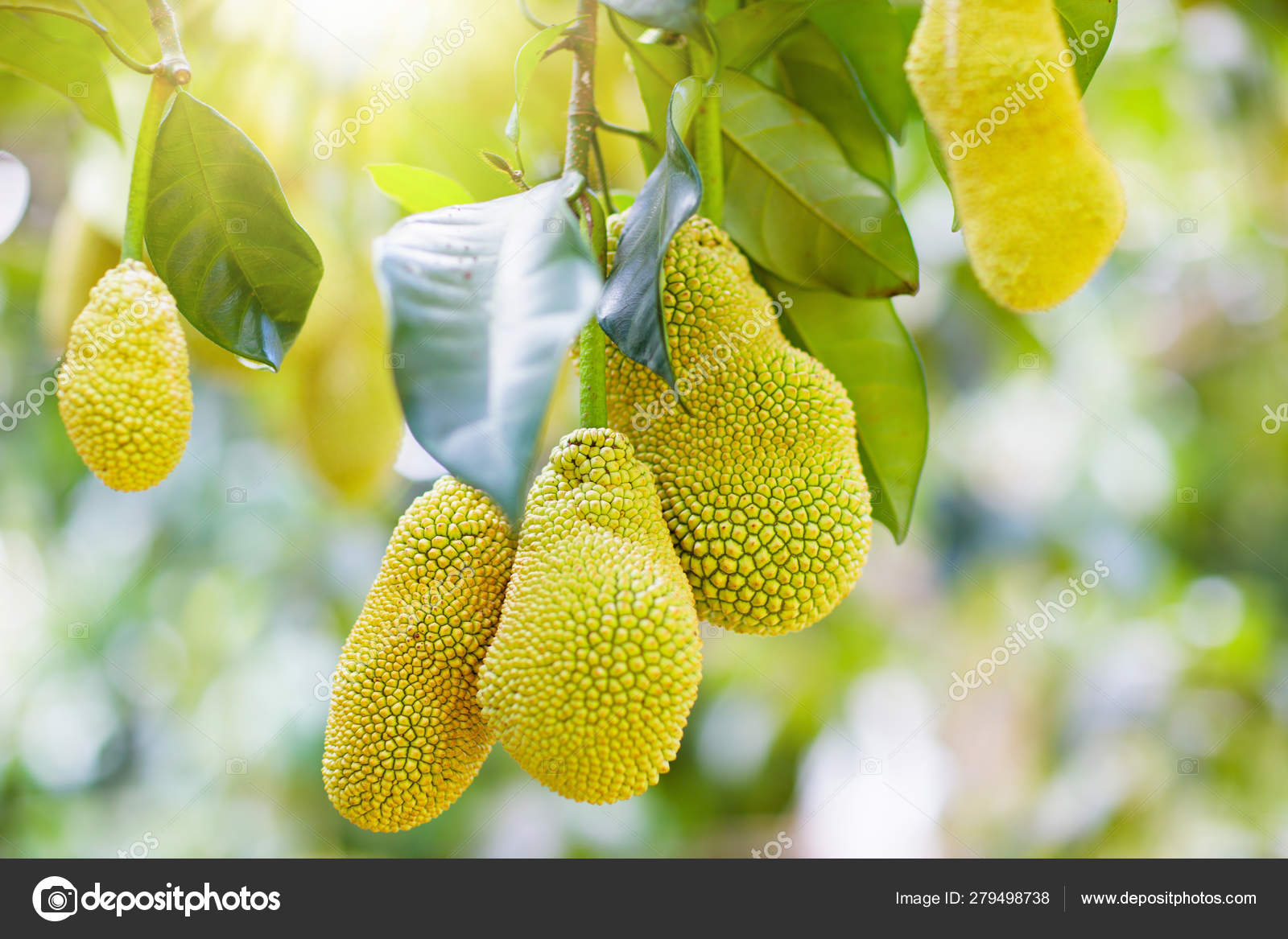 Tropical Fruit Tree