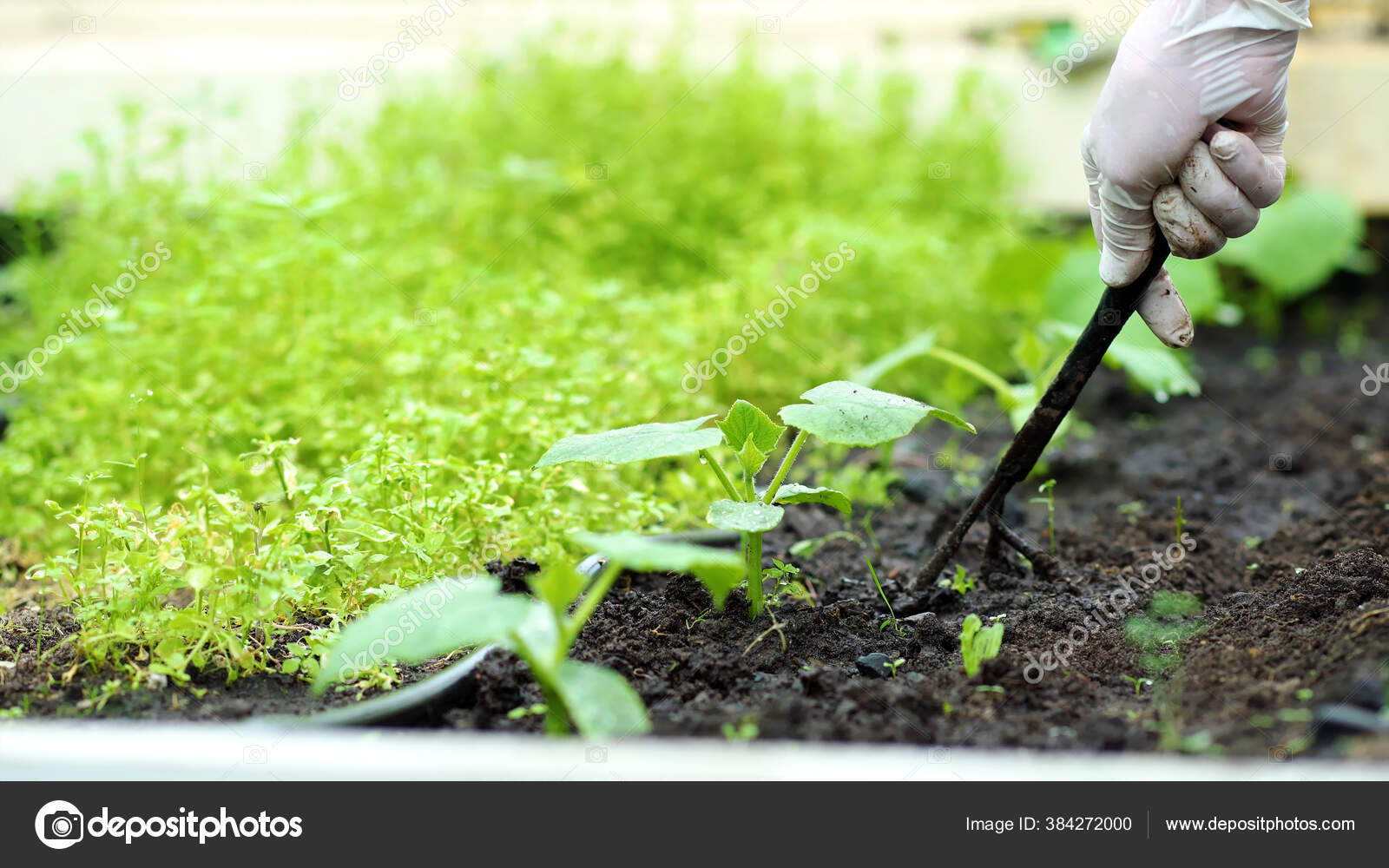 The farmer weeding the seedlings of cucumbers. Care of seedlings in the ...