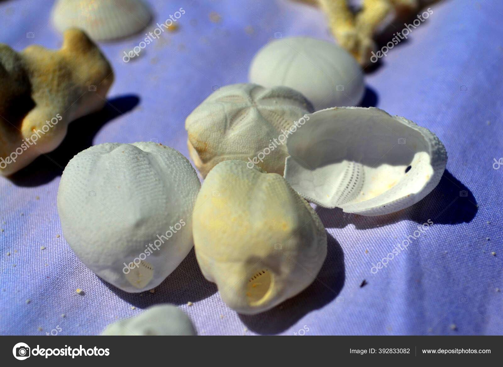 Beautiful Tropical Shells Maldives — Stock Photo © Elena Skalovskaia ...