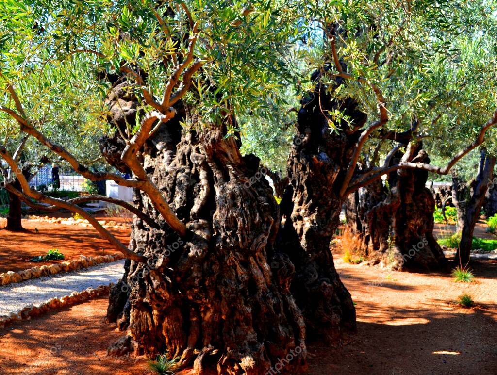 Antiguos olivos del jardín de Getsemaní, Jerusalén 2023
