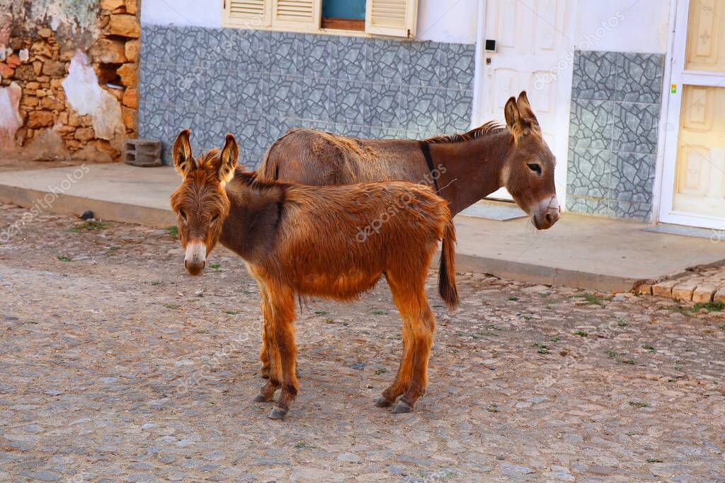Bonito burro en las calles de Vila de Maio, Cabo Verde 2024