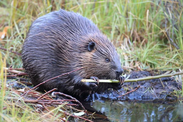 Maison Castor Nord | Ventana Blog