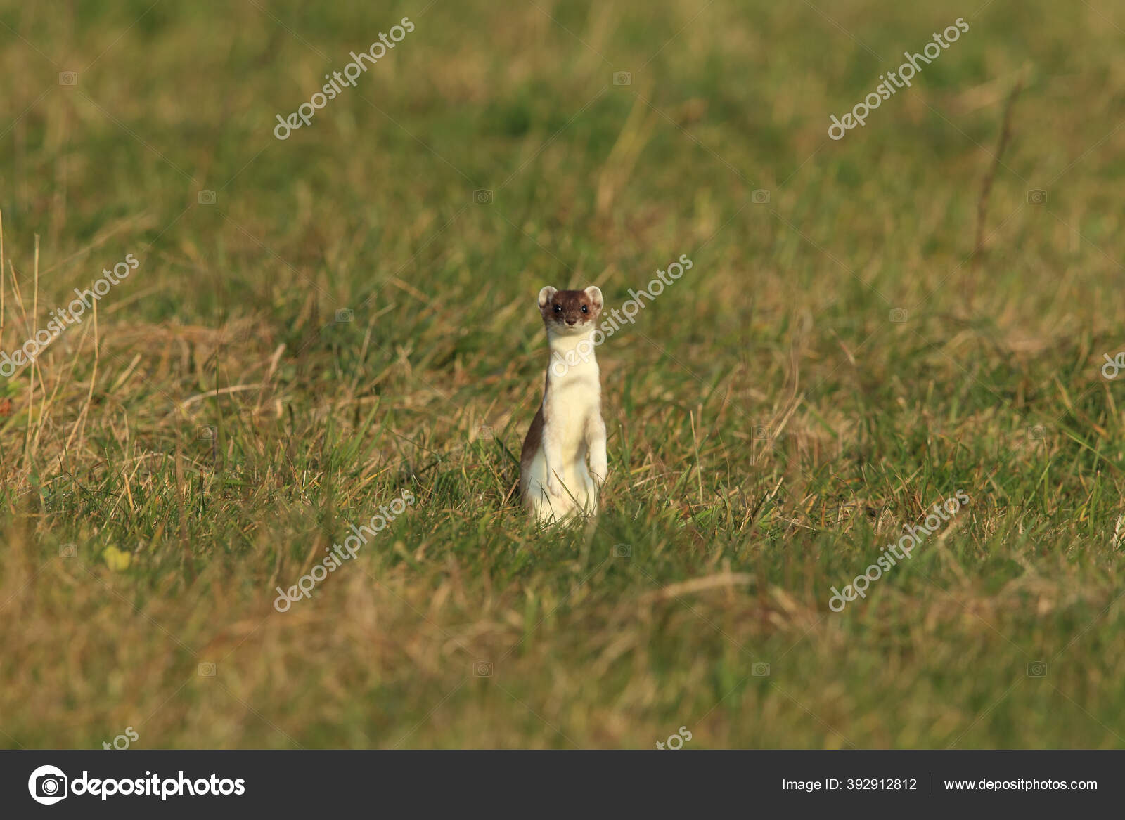 Stoat Mustela Erminea Short Tailed Weasel Winter — Stock Photo ...