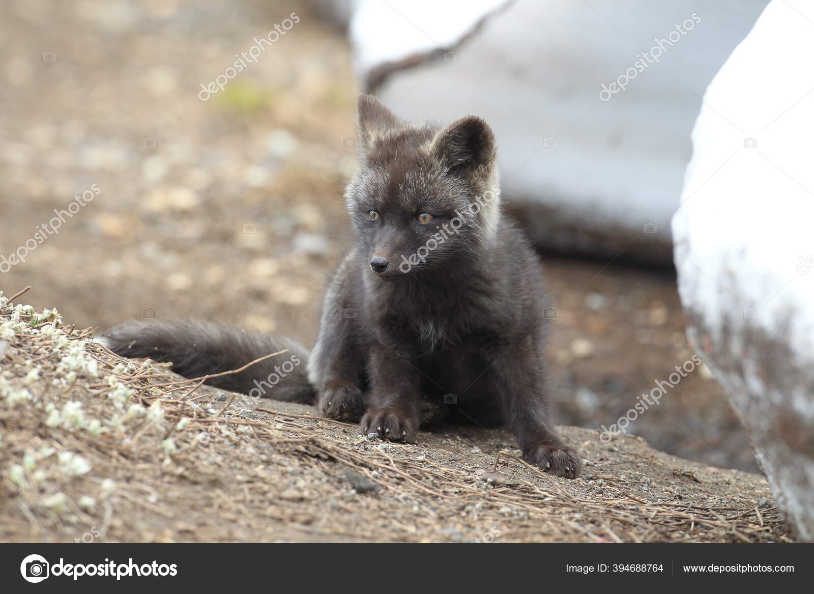 Baby Silver Fox Animal