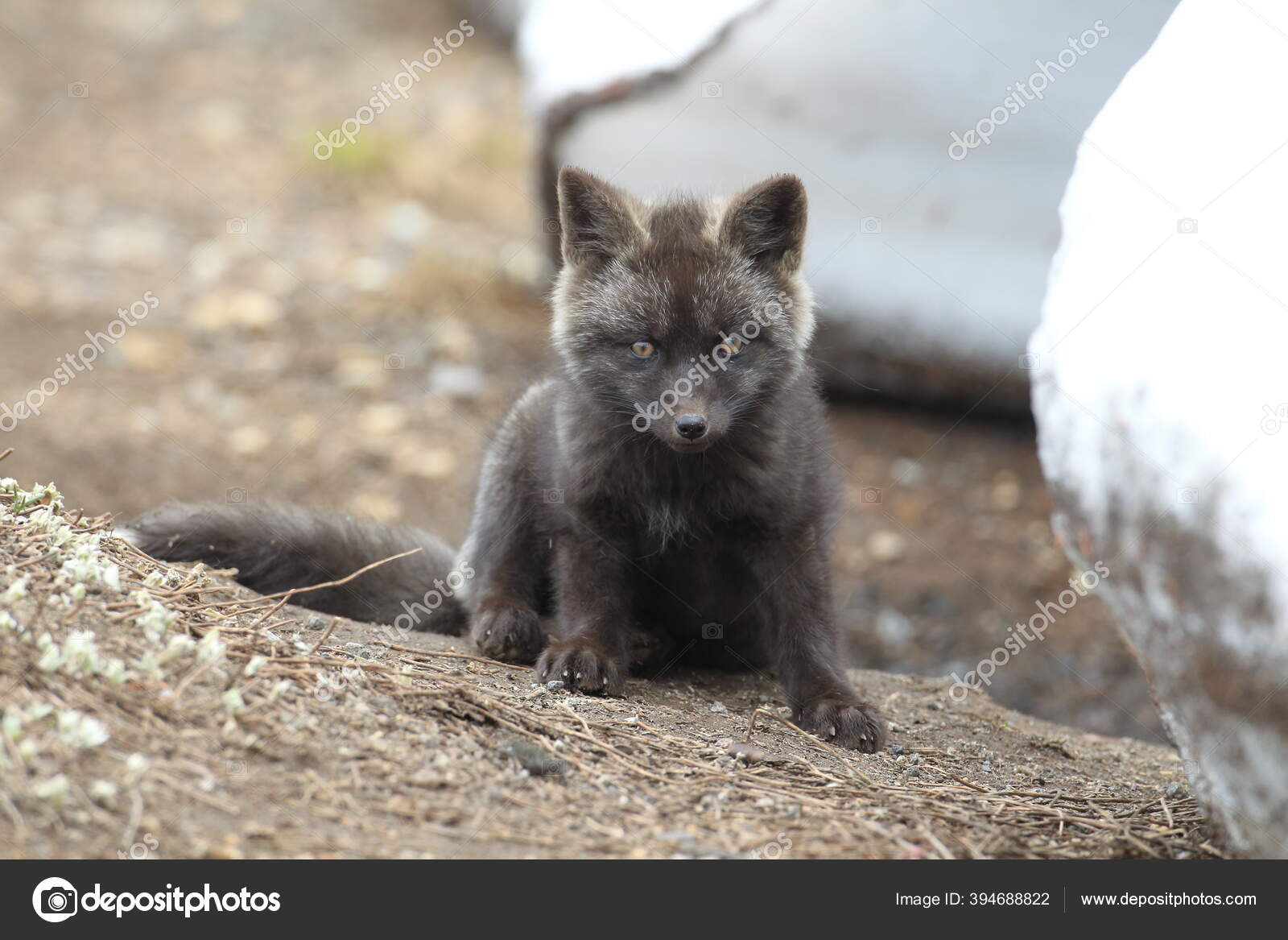Silver Fox Vulpes Vulpes Silver Phase Red Fox Cubs Natural ⬇ Stock ...