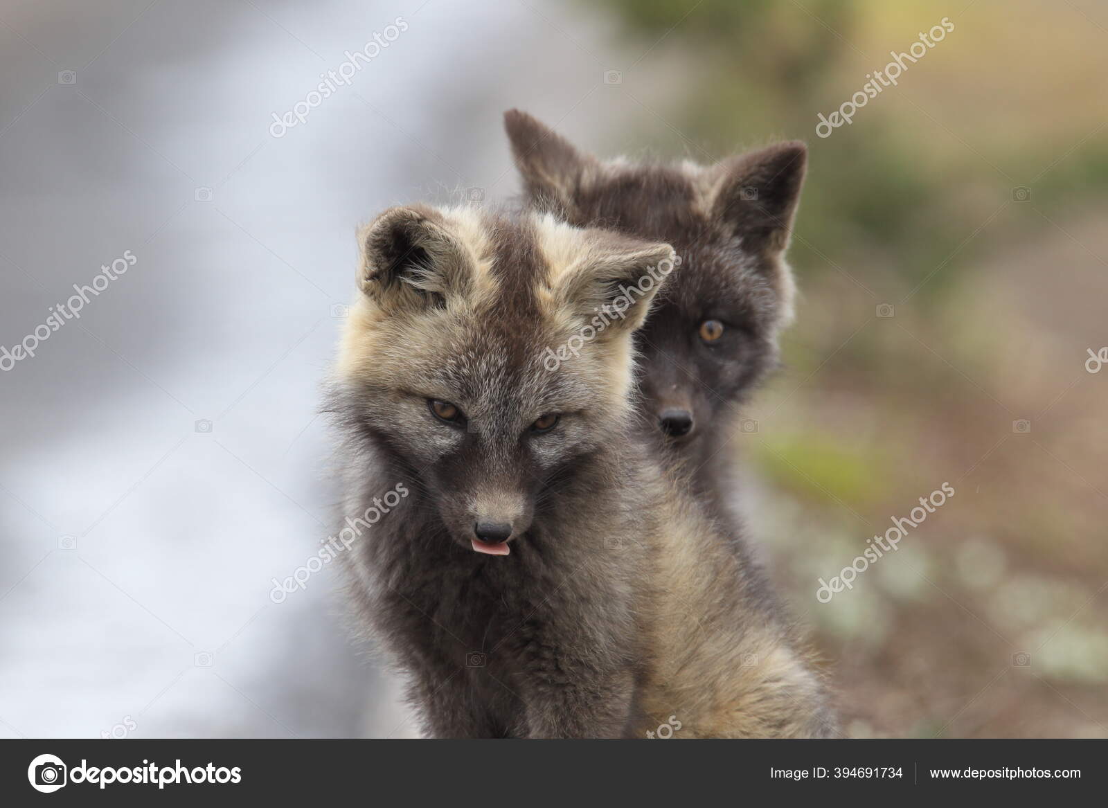 Silver Fox Cubs