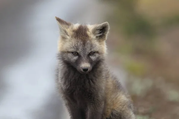 Silver Fox (Vulpes vulpes) - Silver phase of Red Fox Cubs in the natural habitat , Washington ...