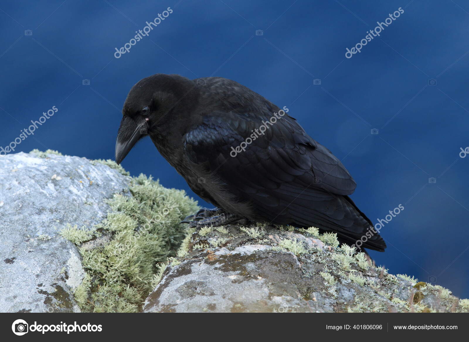 Common Raven Corvus Corax Island Runde Norway — Stock Photo © FrankFF ...