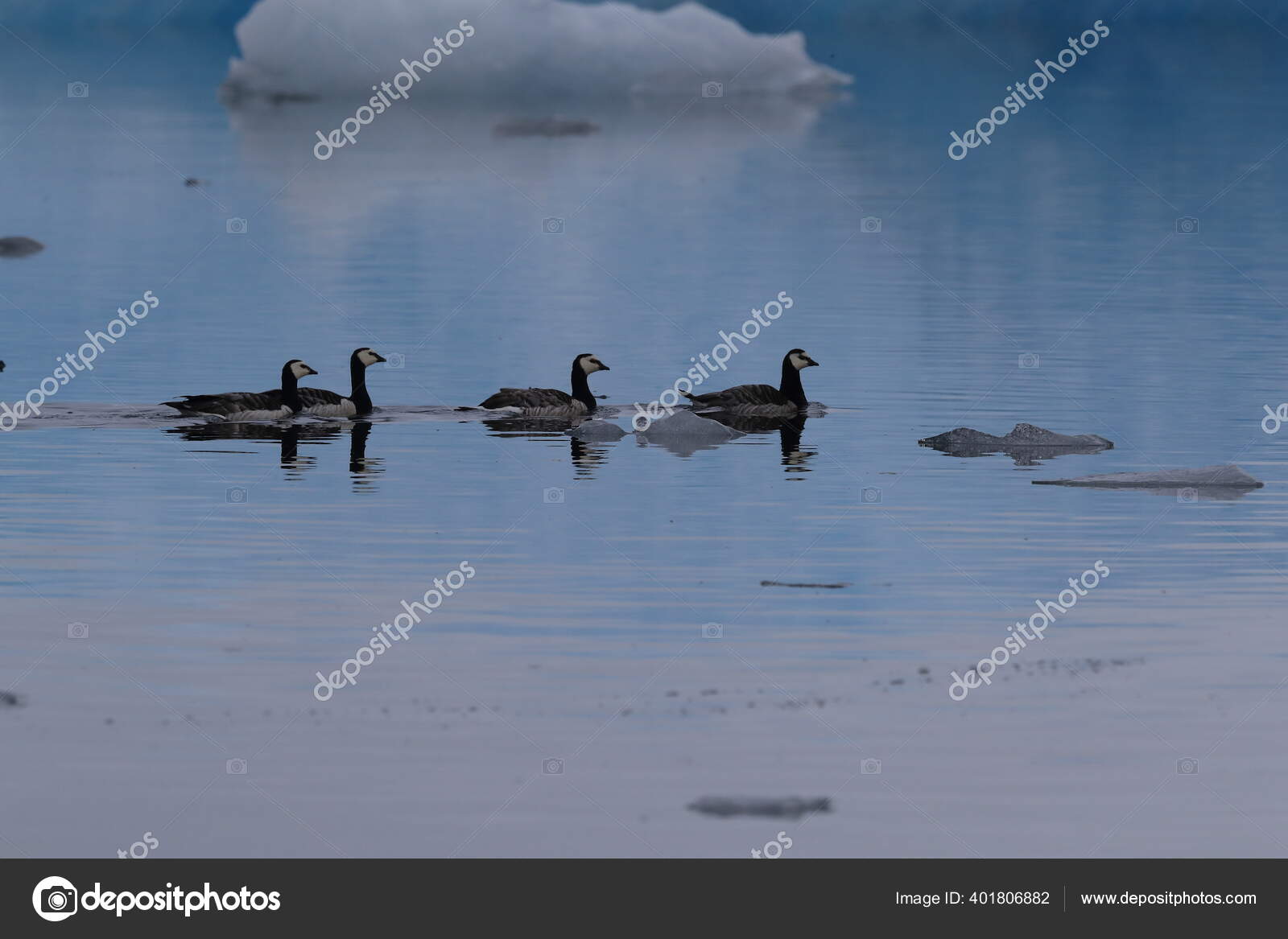 Barnacle Geese Swimming Joekulsarlon Glacier Lagoon Stock Photo by ...