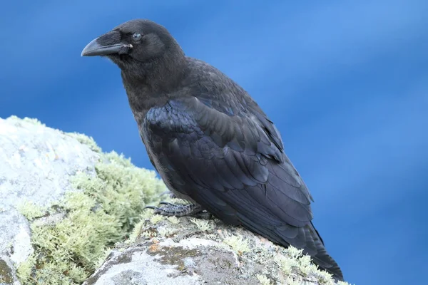 Female in mourning Stock Photos, Royalty Free Female in mourning Images ...