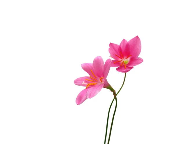 Curcuma amada Stock Photos, Royalty Free Curcuma amada Images ...