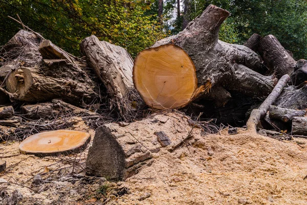 Tree cutting in the park in autumn - Stock Image - Everypixel