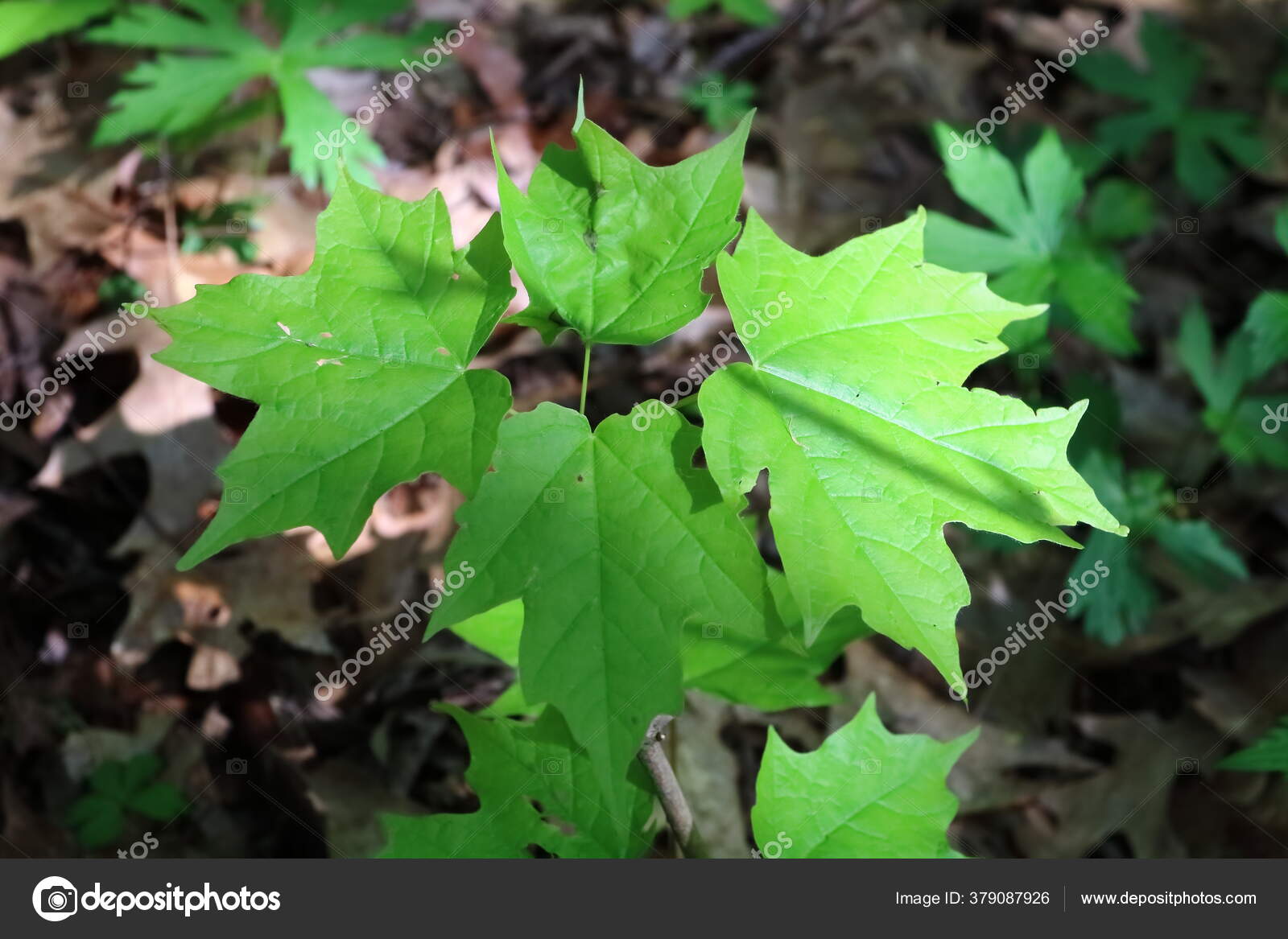 Hoja De Arce Azucarero