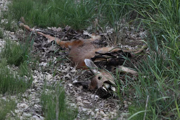 Deer poaching Stock Photos, Royalty Free Deer poaching Images ...